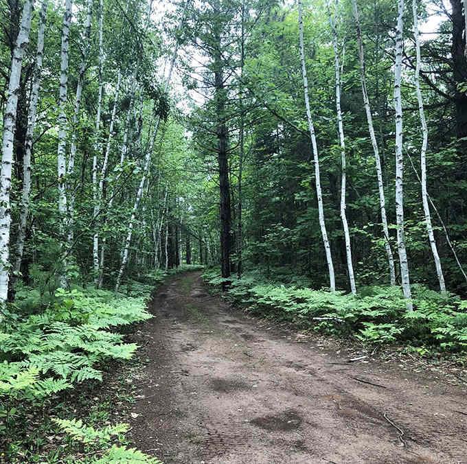 Sunlight filters through a cathedral of birch and pine along the trail, creating nature's own stained-glass effect on the forest floor.