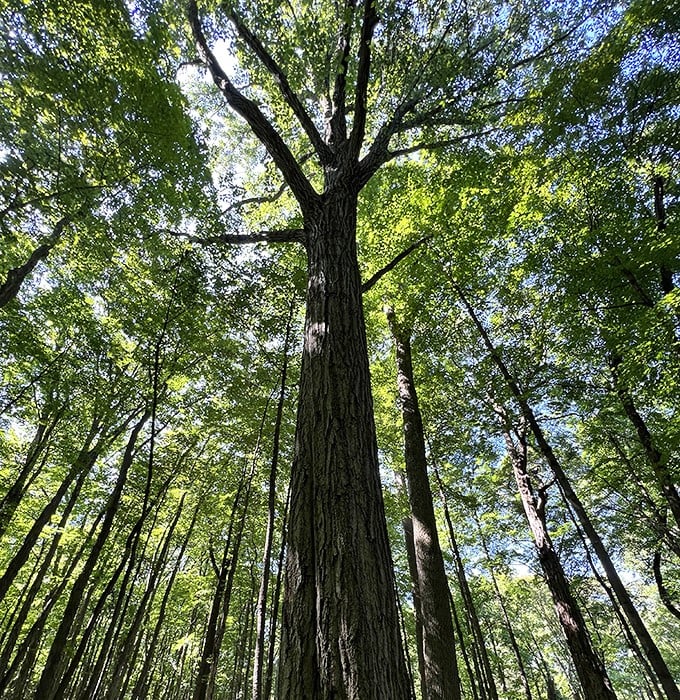 Towering sentinels reach skyward, creating nature's cathedral where sunlight filters through like stained glass on a woodland floor.