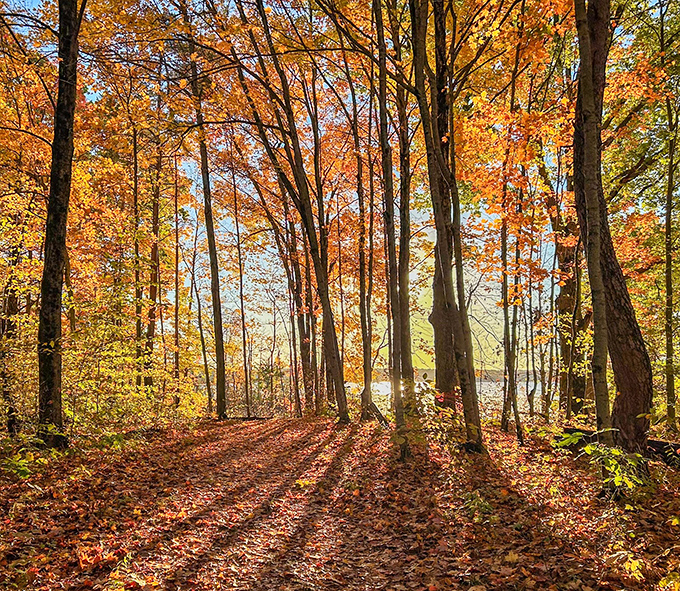 Autumn forest trail on North Bass Island: Fall's golden light filters through maple trees, creating nature's cathedral where footsteps crunch on fallen leaves.