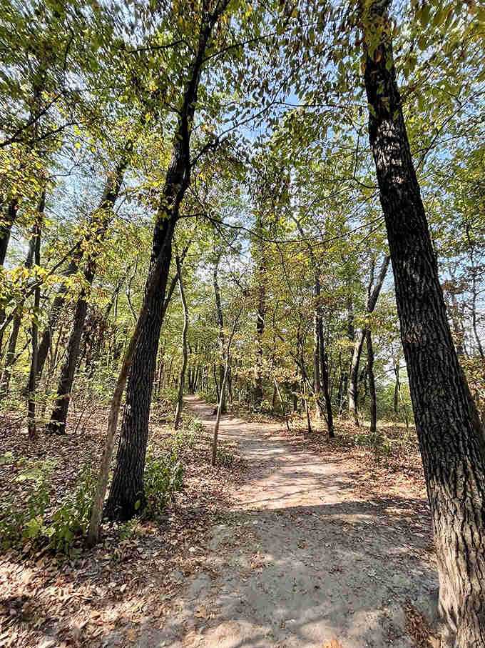 Dappled sunlight plays hide-and-seek along this serene forest path, inviting hikers to discover what lies around each gentle curve.