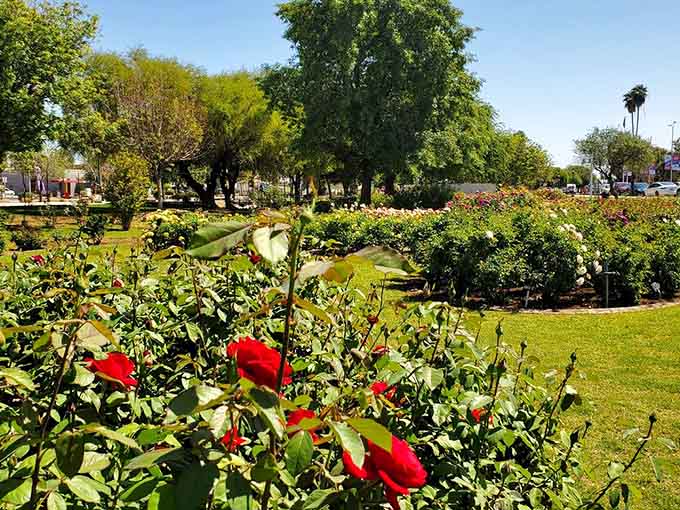 Lush green lawns provide the perfect canvas for nature's colorful artwork, where roses paint the landscape in every shade imaginable.