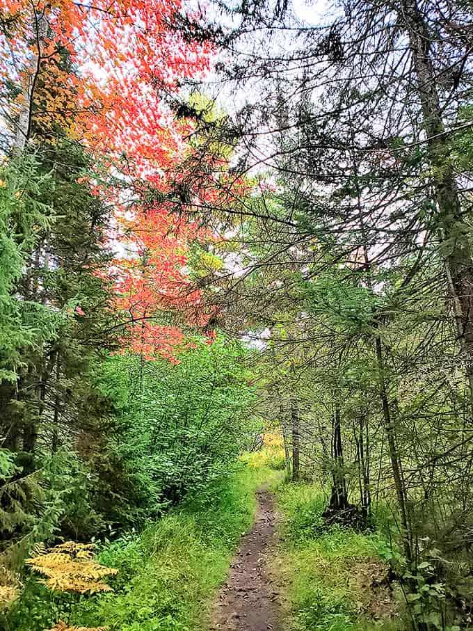 The trail beckons with promises of adventure, winding through vibrant fall foliage that looks like nature's own fireworks display.