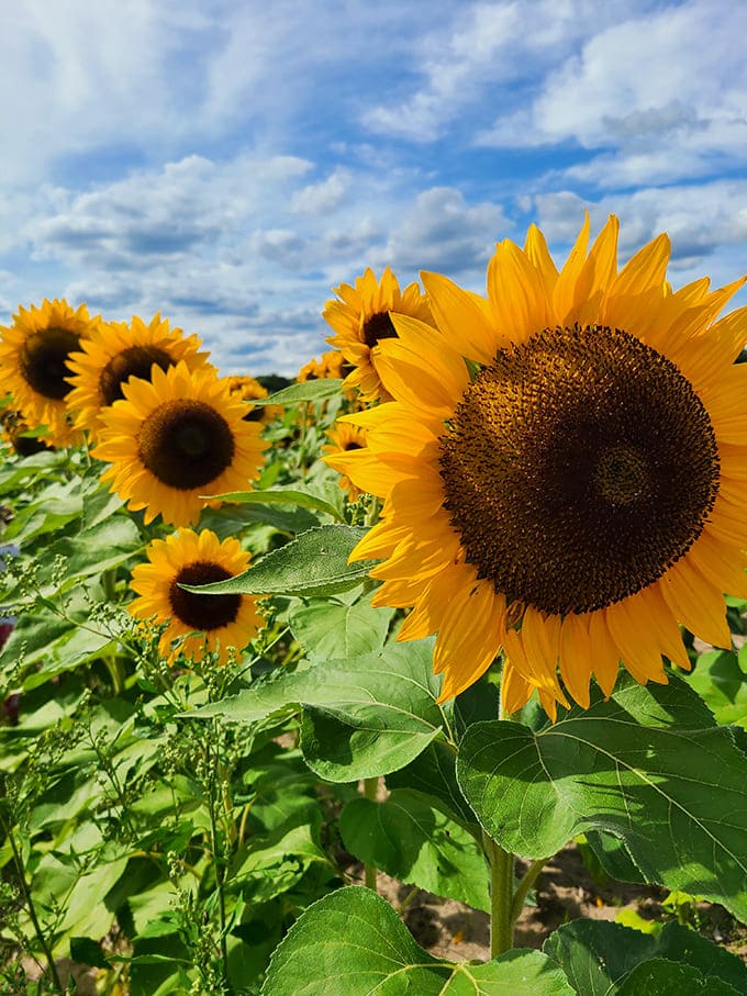Up close, each sunflower reveals intricate details that make you understand why Van Gogh was so obsessed with painting these beauties.