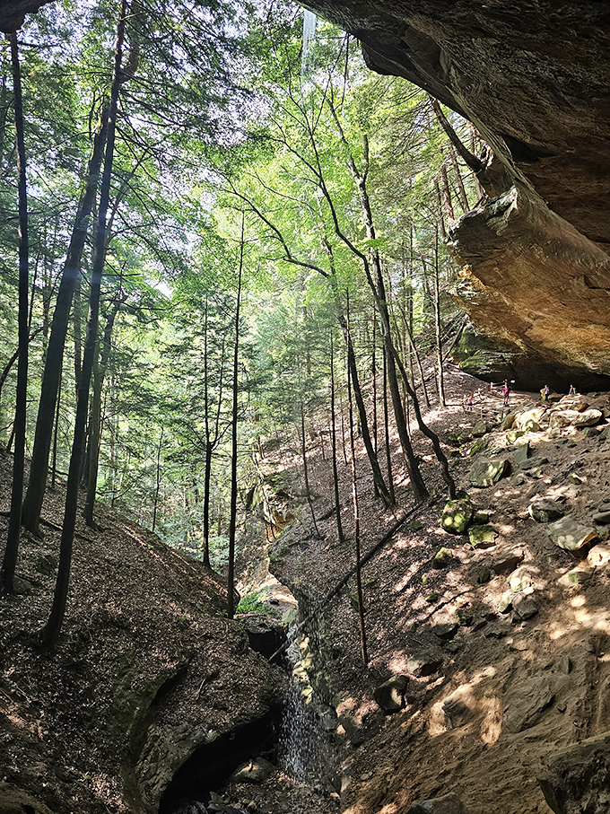 Whispering Cave reveals itself through a cathedral of trees, where sunlight filters through like stained glass in nature's own sanctuary.