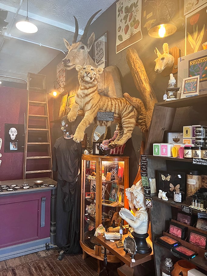 Wilde Collection: Taxidermy reaches artistic heights with this dramatic display featuring deer and tiger specimens. Nature's majesty, preserved for your wide-eyed wonder.