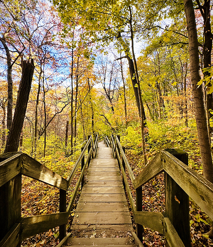 Autumn paints Matthiessen's wooden walkways with golden light, creating a path through nature's most spectacular seasonal show.