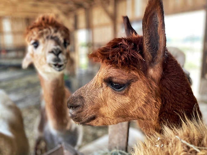 Those eyes, that fleece, that inexplicable charm&mdash;alpacas up close are even more captivating than you imagined possible.