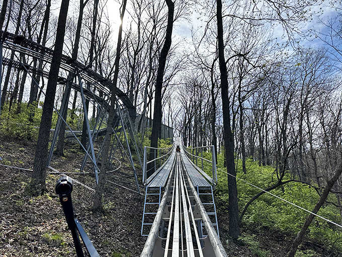 The track winds through the trees like a metallic snake, each curve designed to maximize both scenic views and delightful stomach flips.