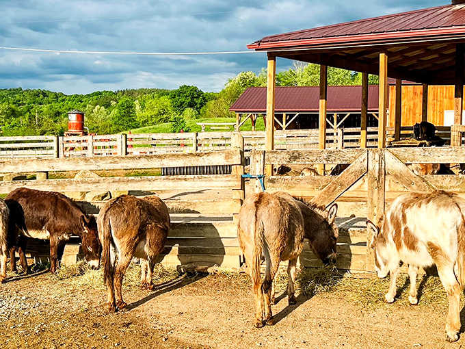 Donkeys gather for their daily gossip session, those enormous ears picking up conversations from three counties away.