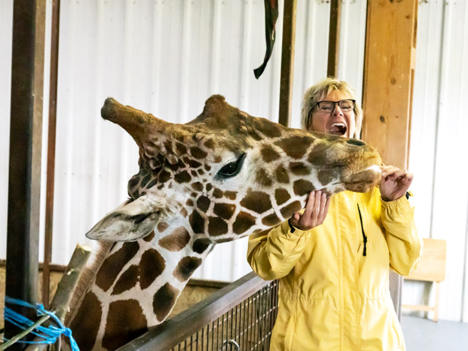 Personal space becomes negotiable when curious giraffes investigate the safari truck, their gentle eyes and impossibly long eyelashes just inches from your own.