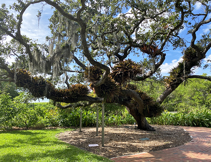 Magnificent Tree: This ancient oak, draped in Spanish moss and adorned with bromeliads, stands as a living sculpture with roots that tell centuries of Florida stories.