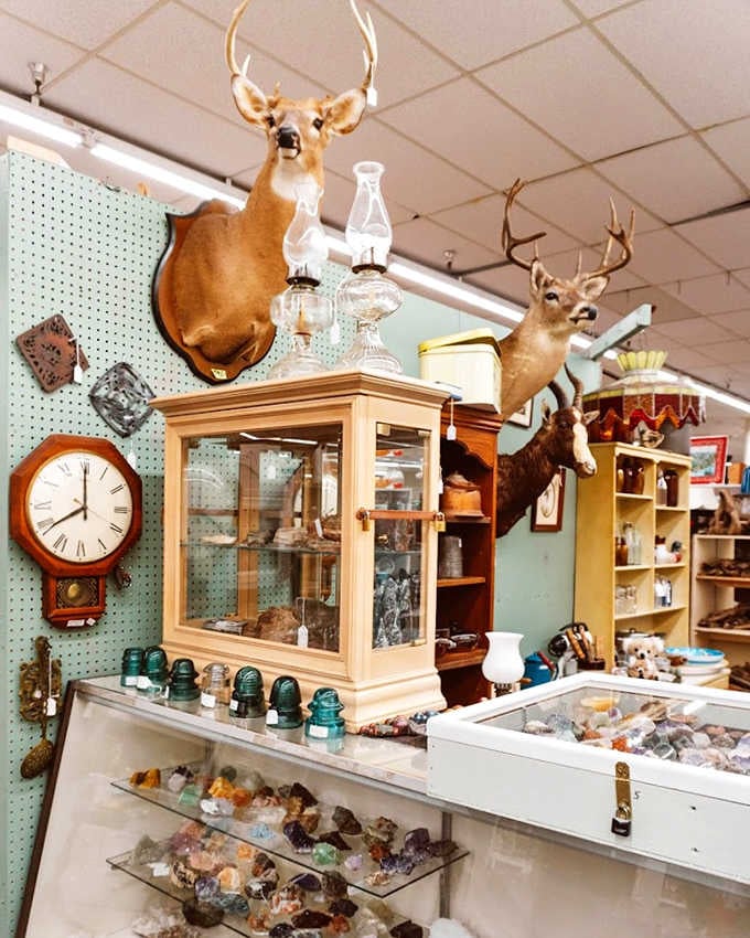 Taxidermied deer and vintage collectibles create an eclectic display that's equal parts natural history museum and grandpa's basement.