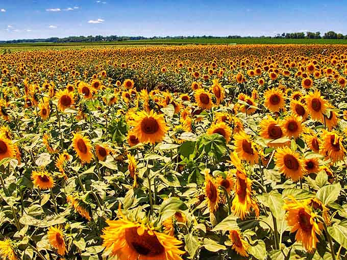 Sun-drenched slopes and winding tracks create the perfect playground for thrill-seekers of all ages at this Illinois gem.