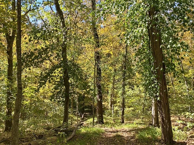 Towering sentinels stand guard along the trail, their leafy canopy creating a natural cathedral ceiling worthy of nature's finest architecture.