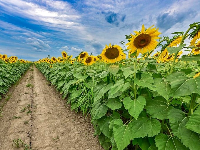 Standing among these towering botanical skyscrapers makes you feel delightfully small, a human ant in nature's most cheerful garden party.