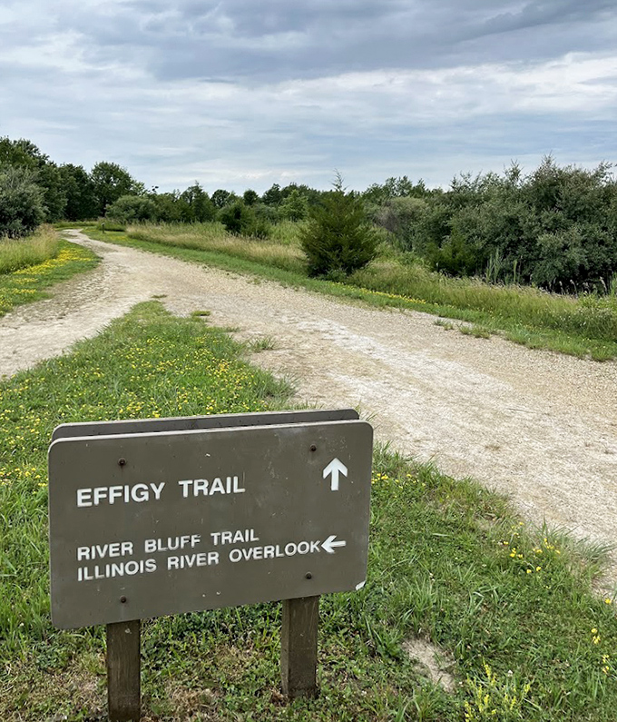 The Effigy Trail winds through restored prairie, where tallgrass whispers secrets of the landscape that once dominated Illinois.