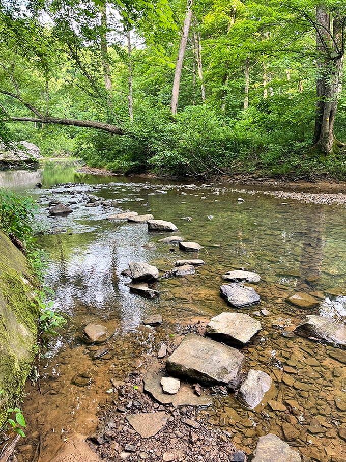 A peaceful crossing where stepping stones invite adventurous souls to hop across the gentle current.