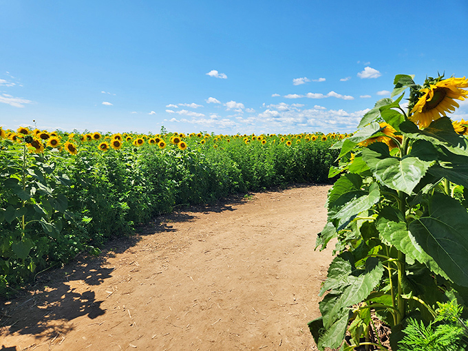 Morning light bathes Bergsbaken's sunflower rows in golden warmth, creating perfect pathways for wandering through this natural Wisconsin treasure.