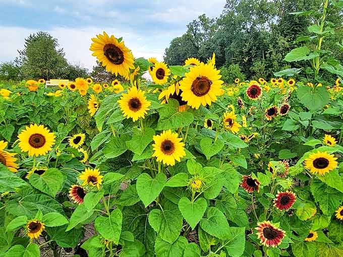 DeBucks Sunflower Farm showcases nature's variety with different colored blooms creating a patchwork of sunshine across the landscape.