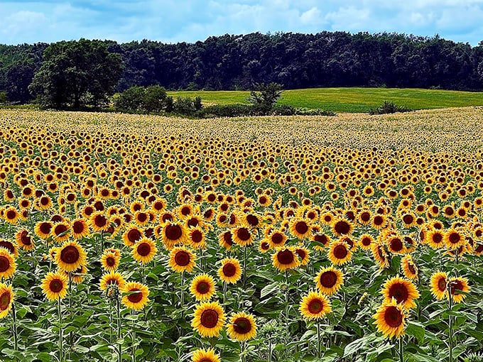 Sopa Fairview Farm's sunflowers follow the natural contours of the land, creating waves of yellow that catch the light in magical ways throughout the day.