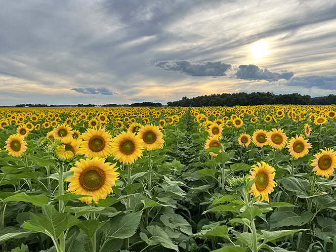 The Suns Flower lives up to its name with this breathtaking display, where thousands of blooms create a yellow ocean under dramatic Ohio clouds.