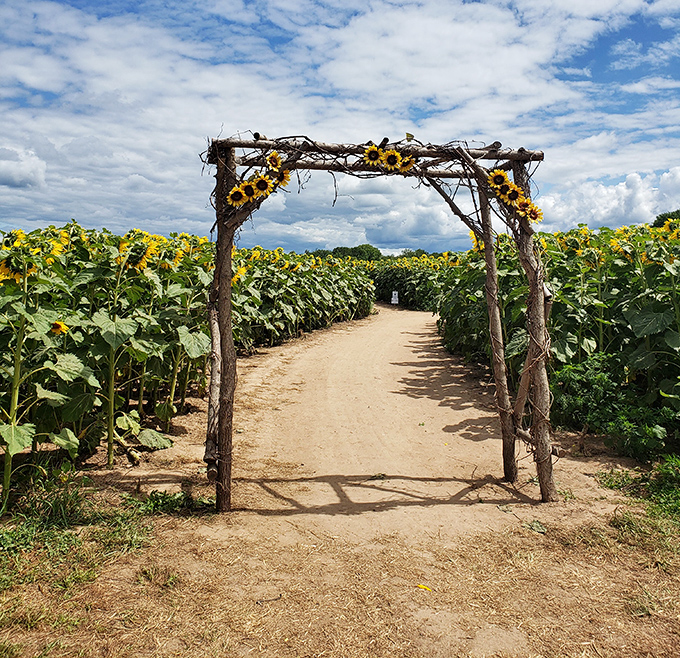Bergsbaken Farms' rustic wooden archway creates a storybook entrance to their sunflower paradise, where golden blooms stand at attention along dirt pathways.