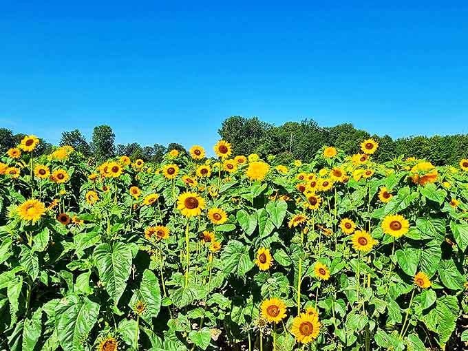 Towering sunflowers create nature's perfect backdrop at DeBucks, where blue skies meet golden petals in a summer symphony.