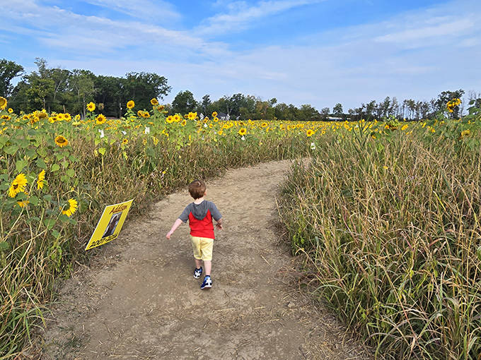 A young explorer discovers the magic of sunflower paths at Prayers From Maria field, where each bloom represents childhood dreams.