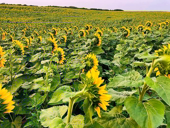 Morning light at Sopa Fairview Farm creates a dreamy atmosphere as sunbeams filter through thousands of cheerful blooms. Worth setting that early alarm!