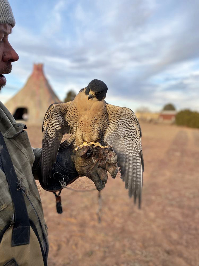 A magnificent falcon displays its impressive wingspan while perched on a handler's glove, embodying the "Raptor" in Raptor Ranch.