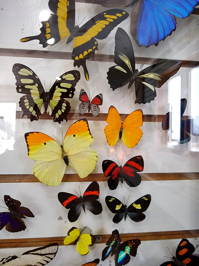 Pinned butterfly specimens add unexpected bursts of color, proving nature's artistry extends beyond the mineral kingdom into delicate wings.