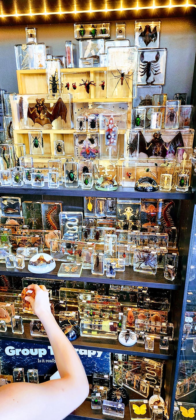 Cleveland Curiosities: Every inch of wall and shelf space houses treasures that blur the line between natural history museum and cabinet of curiosities.