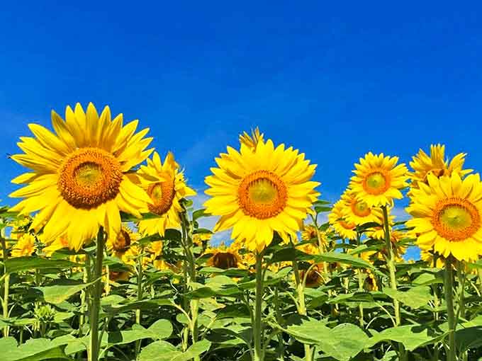 Up close and personal with nature's optimists &ndash; these sunny faces follow the light all day, a botanical lesson in positivity we could all use.