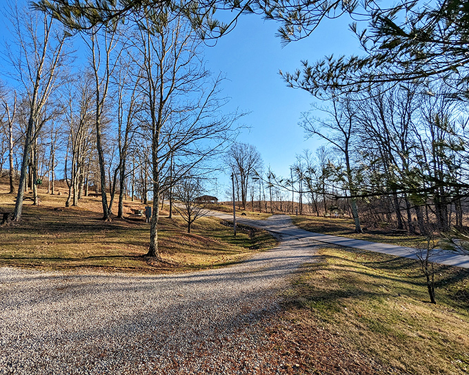 Winding paths through winter's bare trees offer a different kind of beauty – stark, peaceful, contemplative.