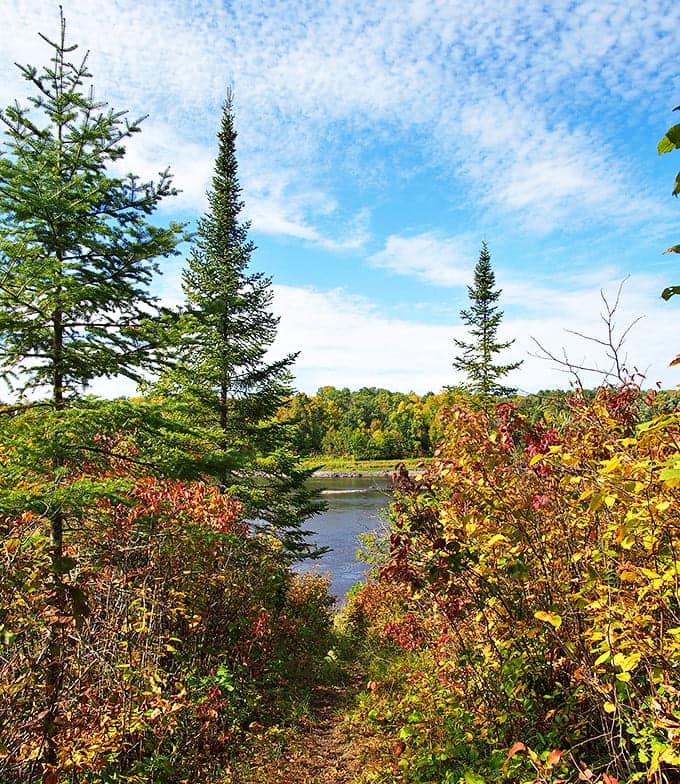 Dappled sunlight plays hide-and-seek through the canopy, creating a natural light show that no Instagram filter could improve.