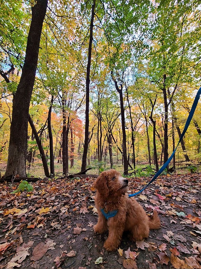 A furry trail companion takes in the spectacular fall colors, demonstrating why Riley Creek is a favorite among dog walkers year-round.