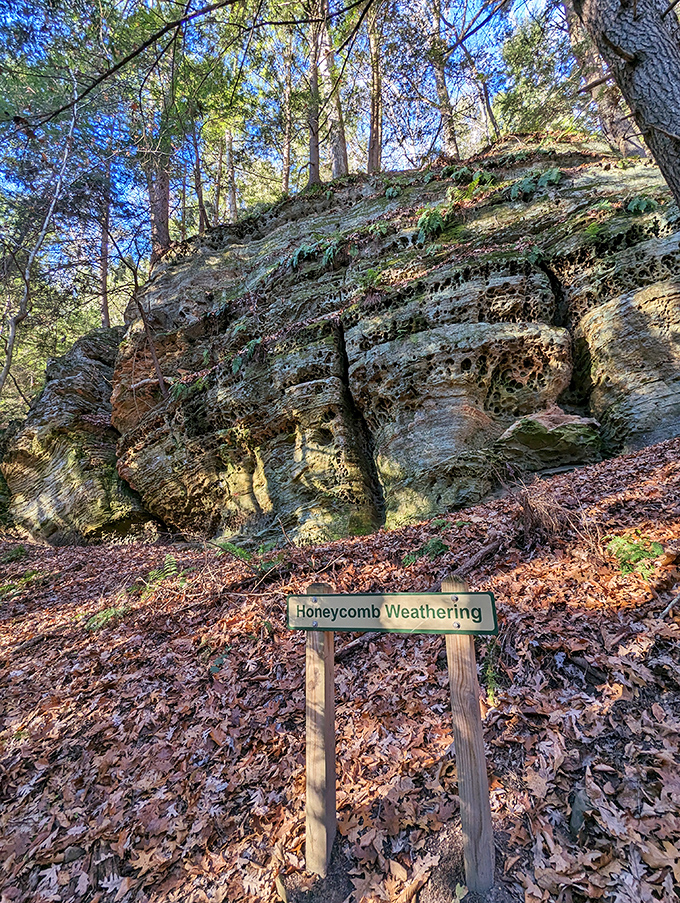 "Honeycomb Weathering" &ndash; nature's patient artistry on display. Centuries of wind and water created this geological masterpiece that puts modern sculpture to shame.