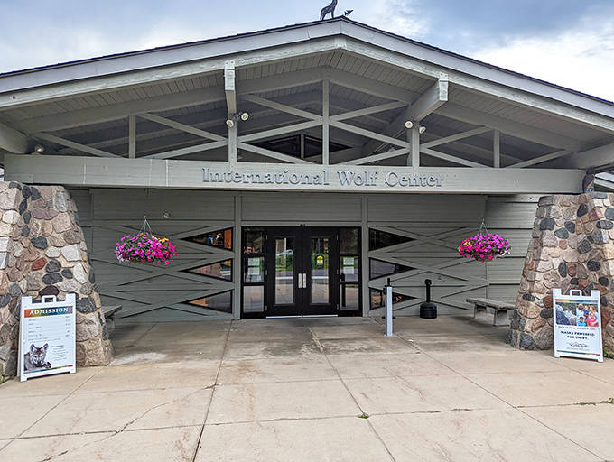 The International Wolf Center welcomes curious minds to learn about these misunderstood predators through educational exhibits and ambassador wolves.