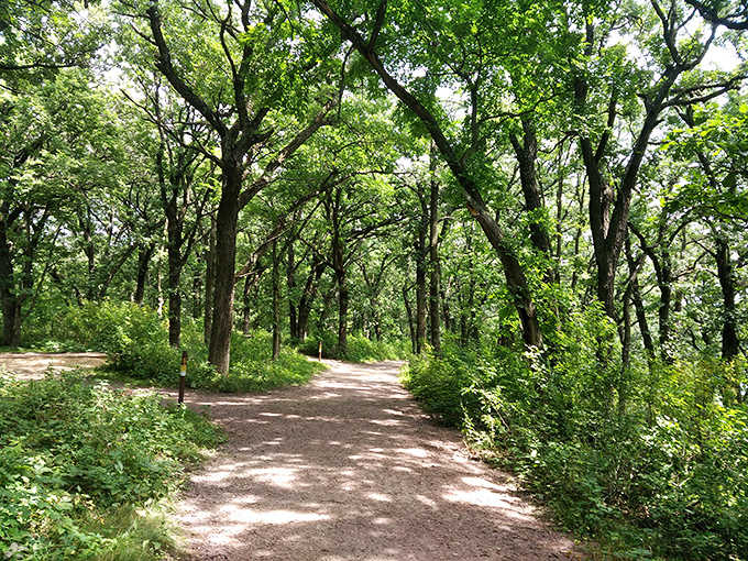 Forest Trail: Dappled sunlight plays hide-and-seek along this shaded path, where each bend promises a new Minnesota woodland secret.