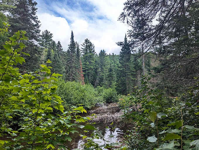 The Yellow Dog River watershed cradles some of Michigan's most pristine wilderness, a haven for both wildlife and weary human souls.