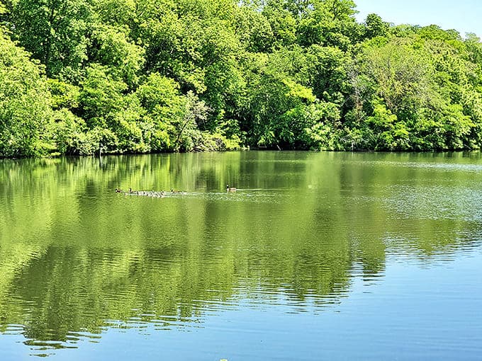 Nauvoo State Park's lake offers the kind of peaceful reflection that makes you forget your phone exists, at least for a few minutes.