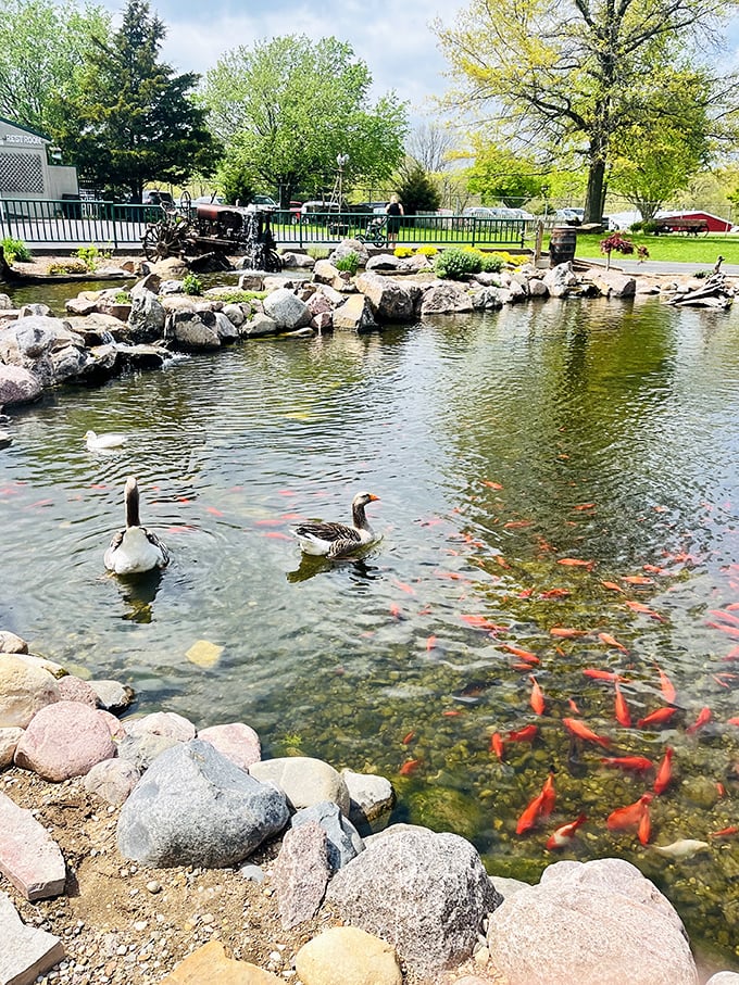 Vibrant koi and watchful geese share this serene pond, creating nature's version of performance art for mesmerized visitors.