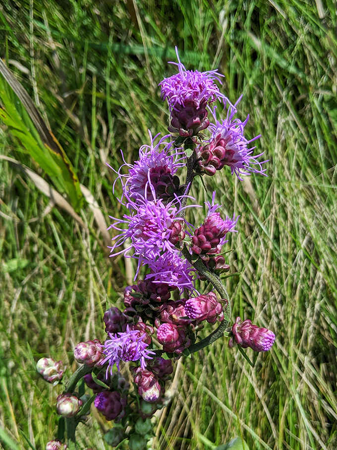 Prairie royalty: The Rough Blazing Star flaunts its purple crown, a vibrant jewel among the grassland's swaying summer tapestry.
