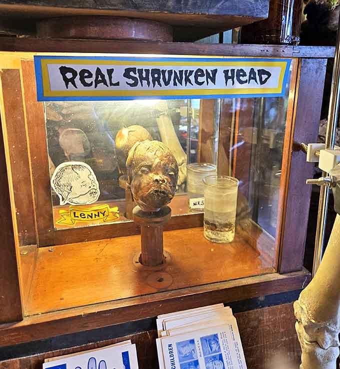 Meet "Lenny," whose permanent expression of surprise matches exactly how you feel upon discovering him in the display case.