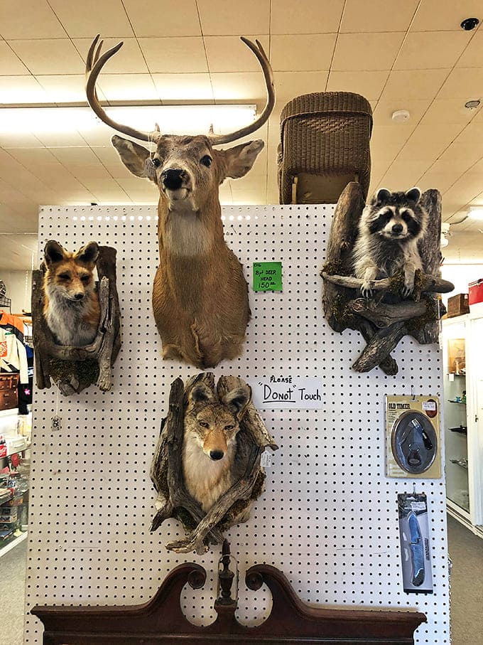 A menagerie frozen in time, these woodland creatures now spend eternity on pegboard instead of in forests. The "Don't Touch" sign seems redundant.