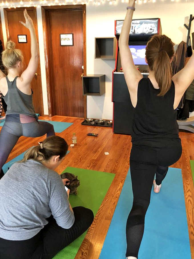 Downward cat? Yoga sessions take on new meaning when furry friends join in, adding spontaneous joy to mindfulness practice in this multi-purpose rescue space.