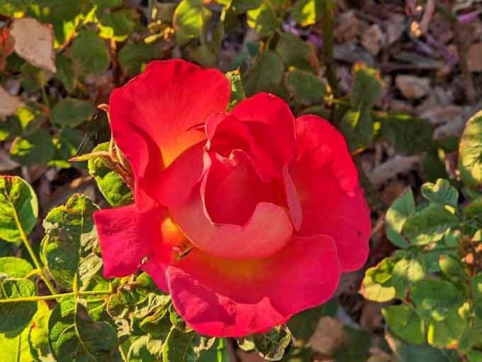 This bi-colored beauty can't decide between pink and cream, so it chose both, proving that indecision sometimes produces the prettiest results.