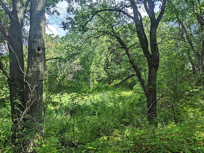 Sunlight filters through a leafy canopy, creating dappled shadows that dance across the path like nature's own light show.