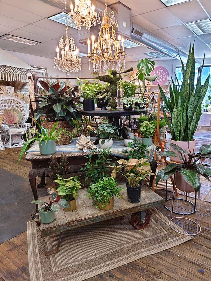 Crystal chandeliers illuminate a garden of greenery that proves plants and vintage planters are a match made in decorating heaven.