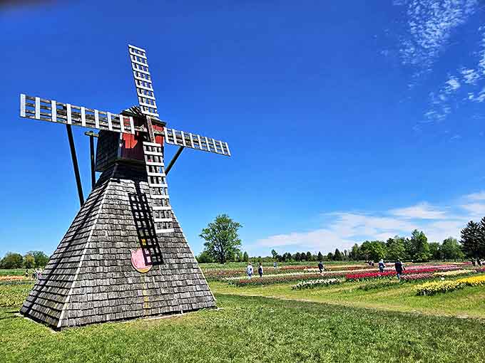 The iconic windmill stands sentinel over rainbow-hued tulip fields, a nod to Zeeland's Dutch heritage that draws flower enthusiasts every spring.